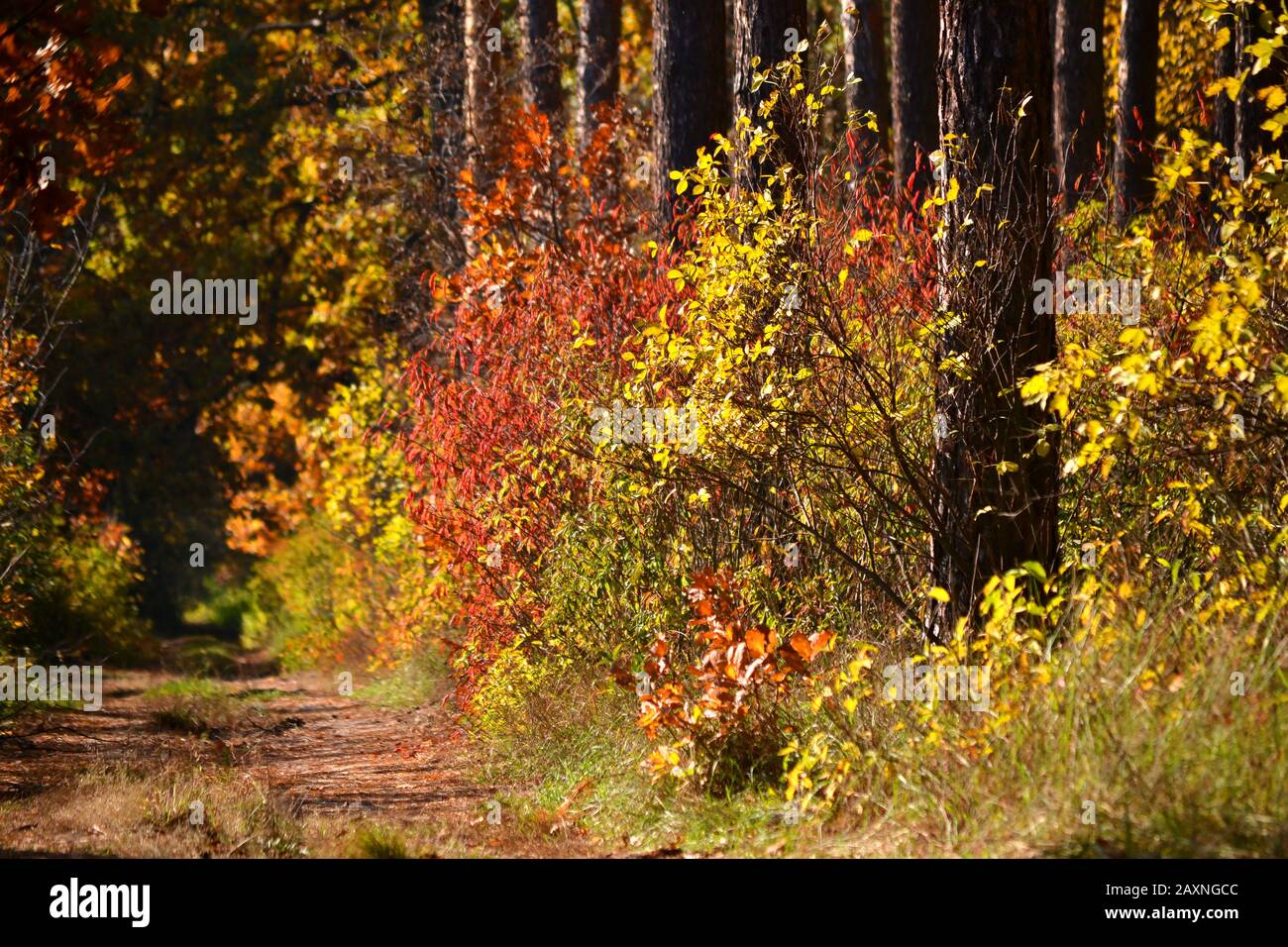 Colorful trees and bushes hi-res stock photography and images - Alamy