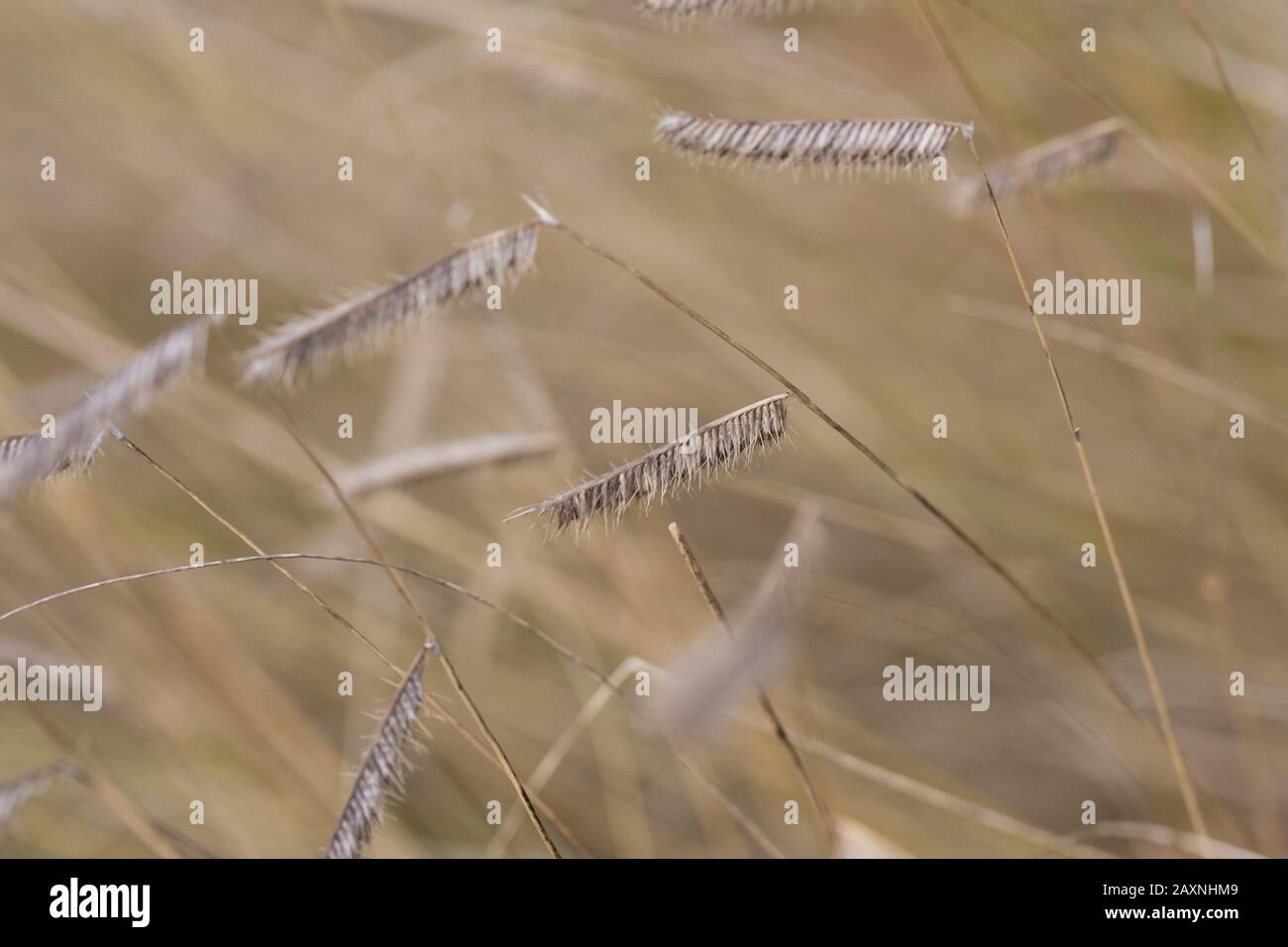 Bouteloua gracilis - blue grama grass Stock Photo - Alamy