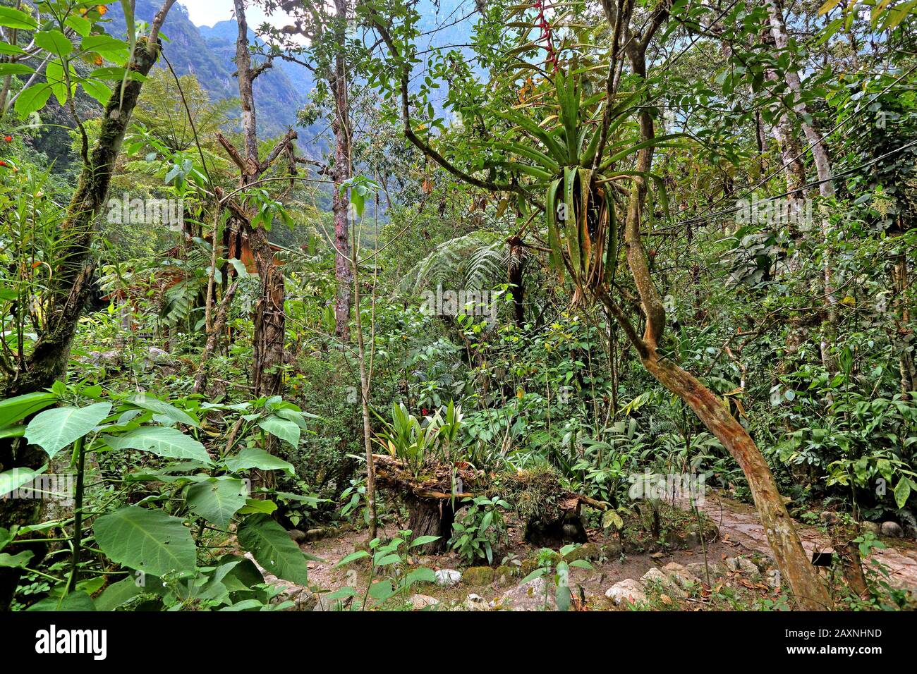 Botanical garden in the Urubamba valley with tropical vegetation and ...
