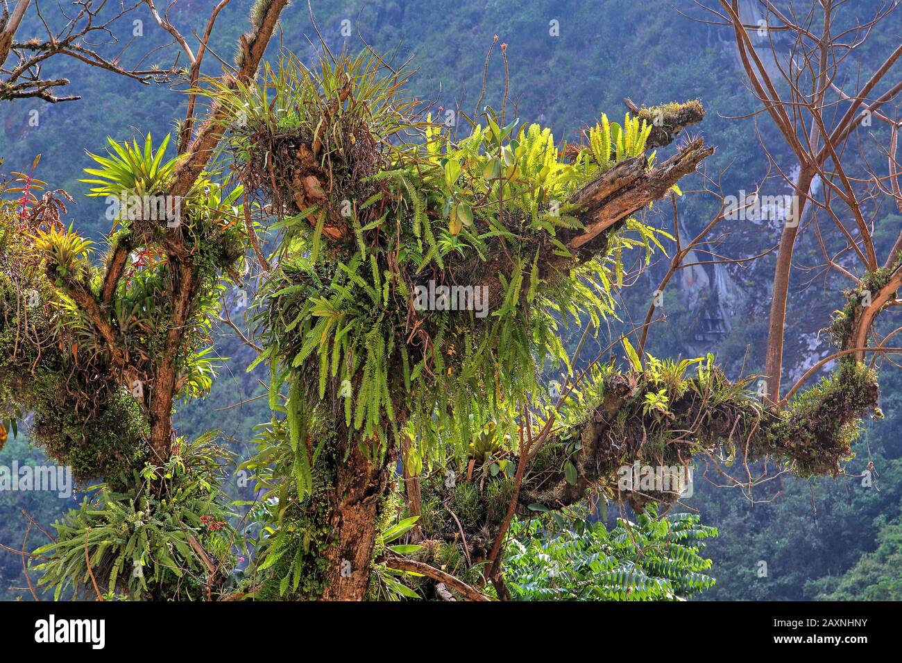 Parasite plants on trees in the nebulous wood of the Urubamba valley ...