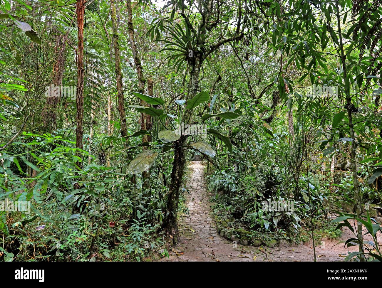 Botanical garden in the Urubamba valley with tropical vegetation and ...