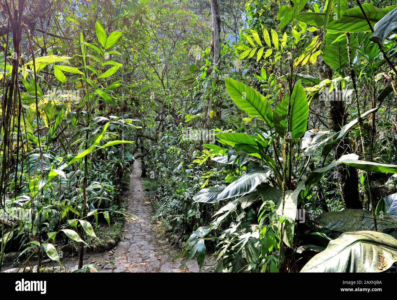 Botanical garden in the Urubamba valley with tropical vegetation and ...