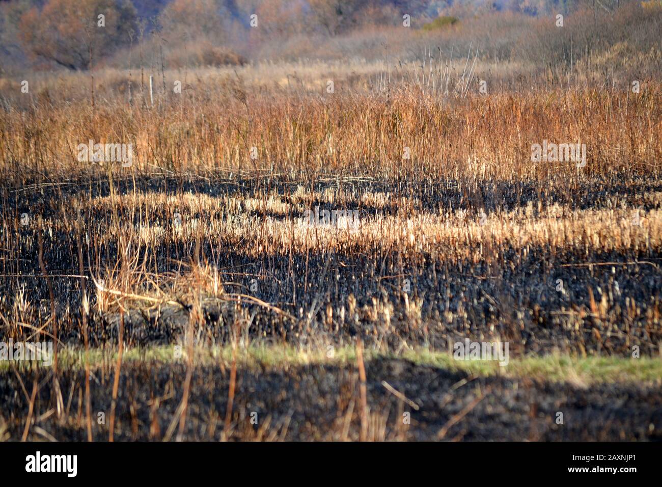 Stems of dry grass on the scorched field day Stock Photo - Alamy