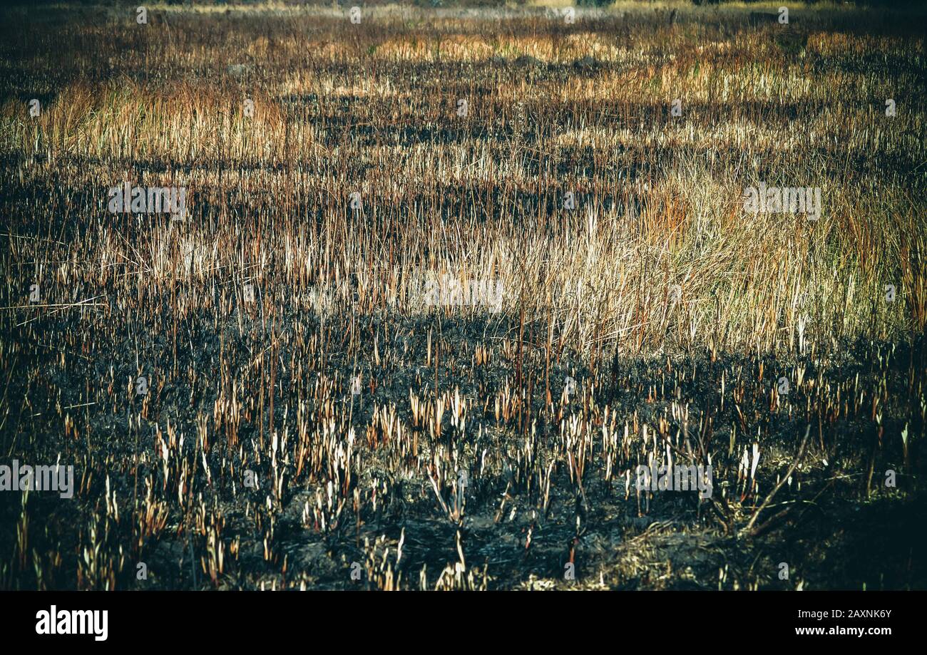 Field and burnt remains of dry grass, filter Stock Photo - Alamy