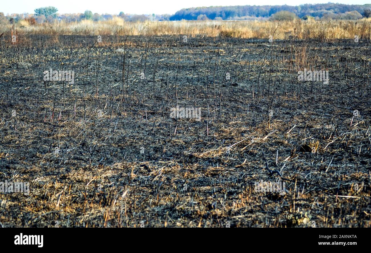 scorched field of dry grass, day, filter Stock Photo - Alamy