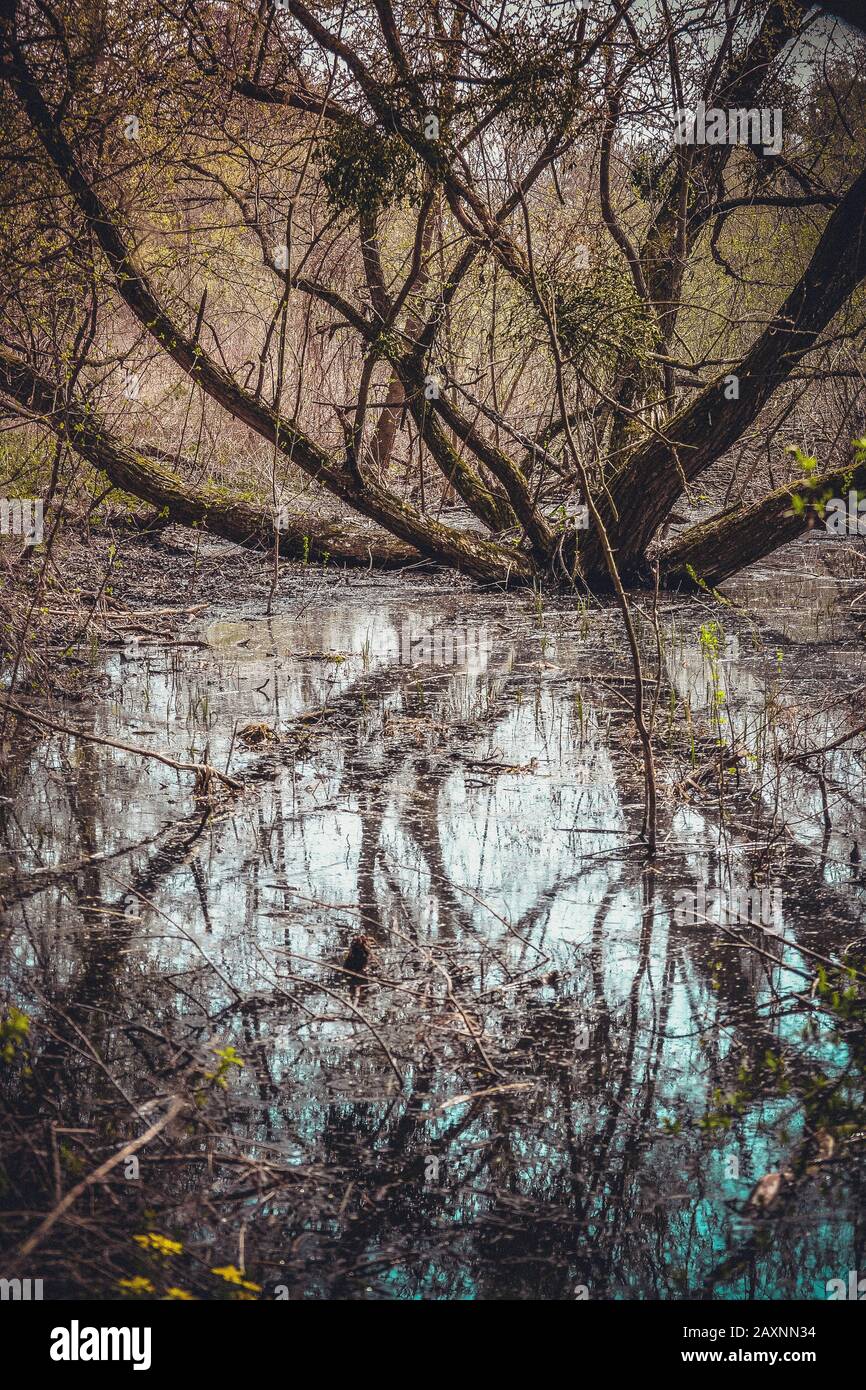 Swamp Flowers High Resolution Stock Photography and Images - Alamy