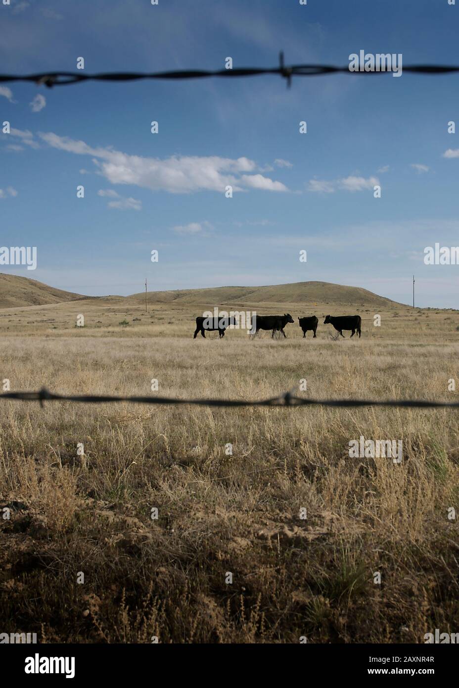 Cattle, field, fence, pasture, animals Stock Photo - Alamy