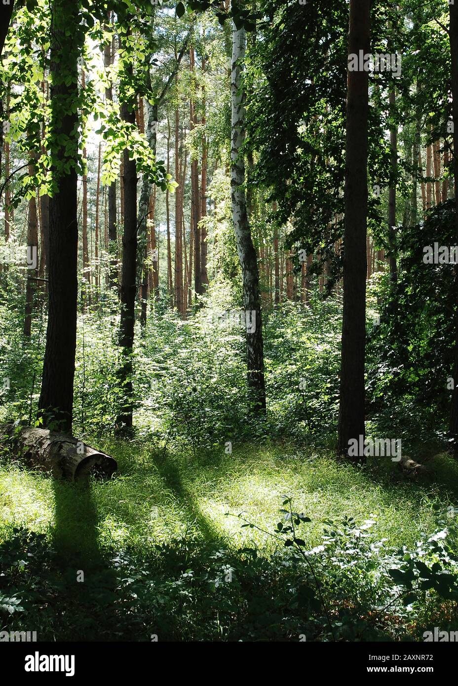 Wood, trees, nature, scenery Stock Photo - Alamy