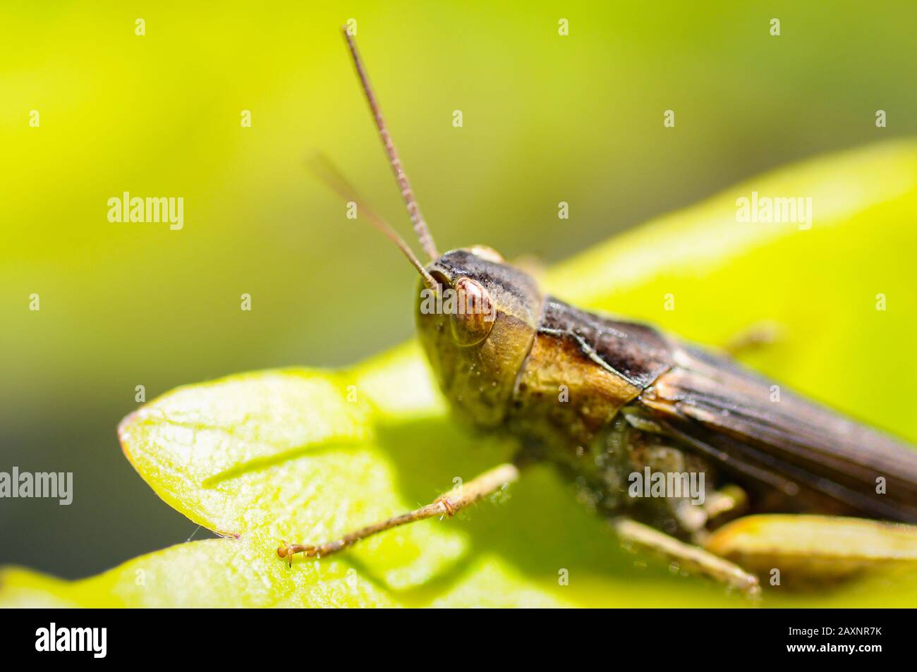 Grasshopper sitting on a leaf, Green background Stock Photo - Alamy
