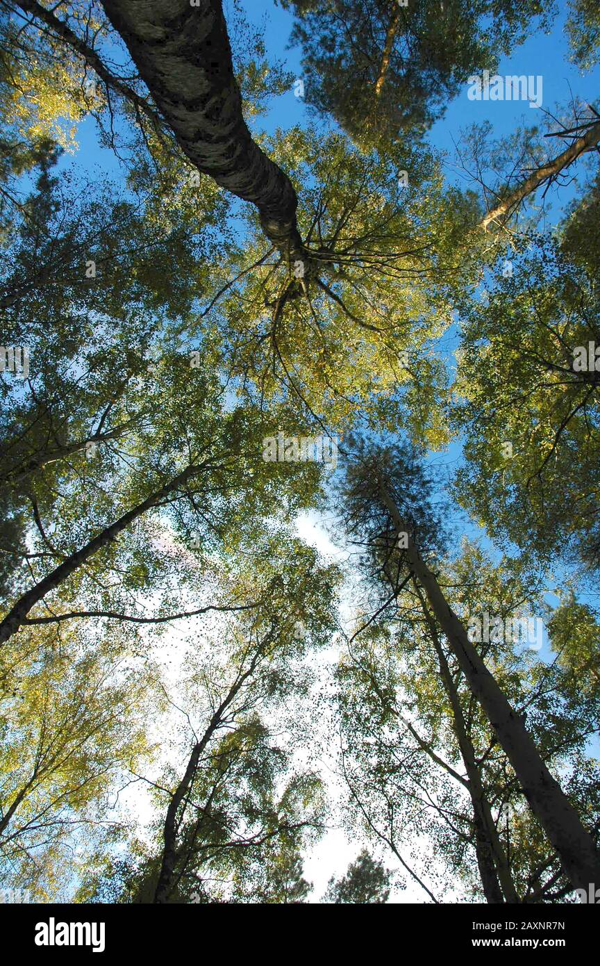 Trees, wood, below shot, nature, scenery Stock Photo - Alamy