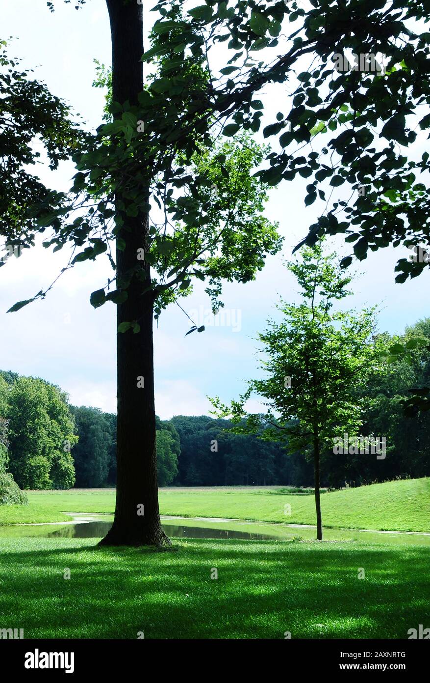 Nature, scenery, trees, tree, turf, meadow, wood, green Stock Photo - Alamy