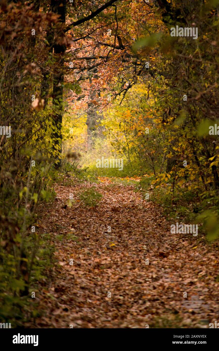 Tall trees growing in forest branch hi-res stock photography and images ...