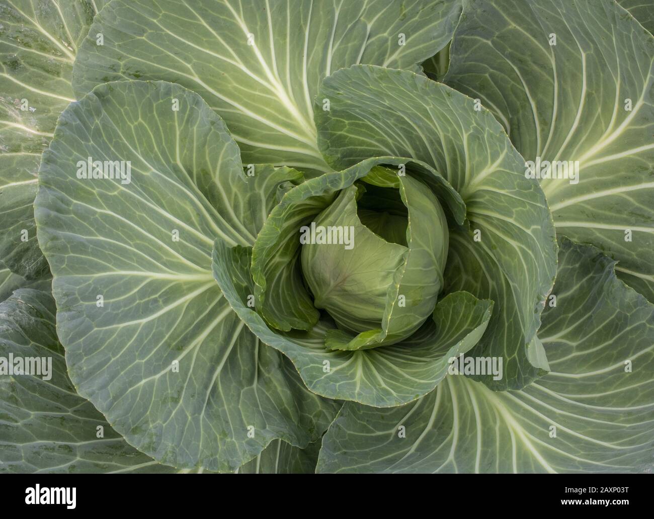 Cabbage vegetables in a village in Jordan Stock Photo - Alamy