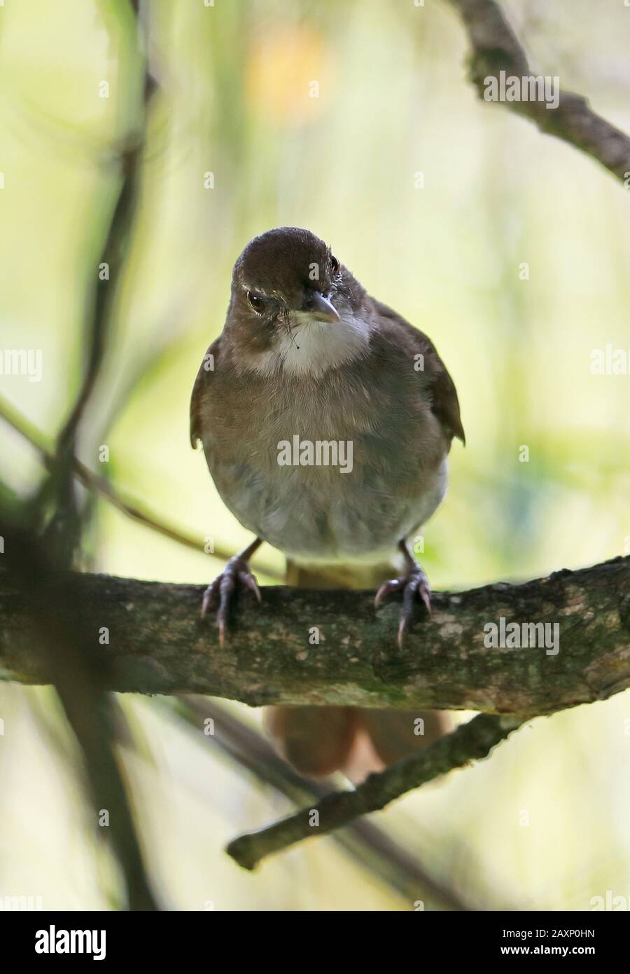 Terrestrial brownbul phyllastrephus terrestris hi-res stock photography ...