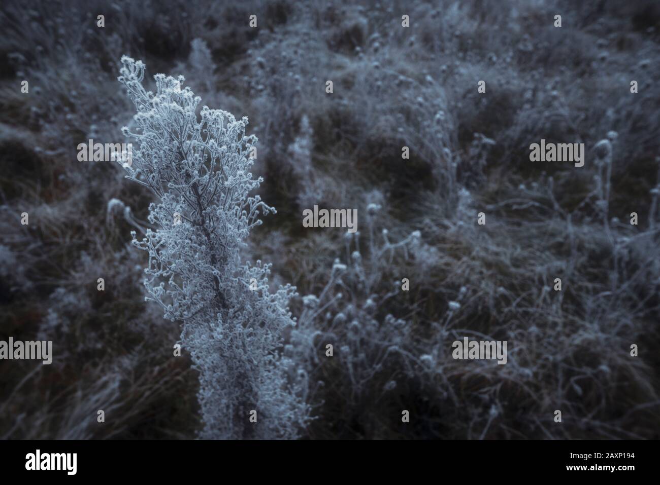 Meadow during the first frost Stock Photo - Alamy
