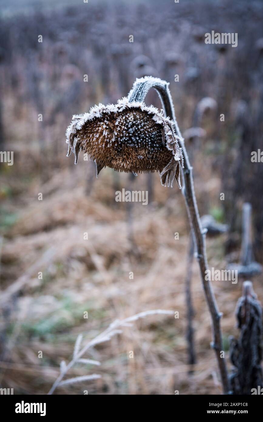 Frozen sunflower field hi-res stock photography and images - Alamy