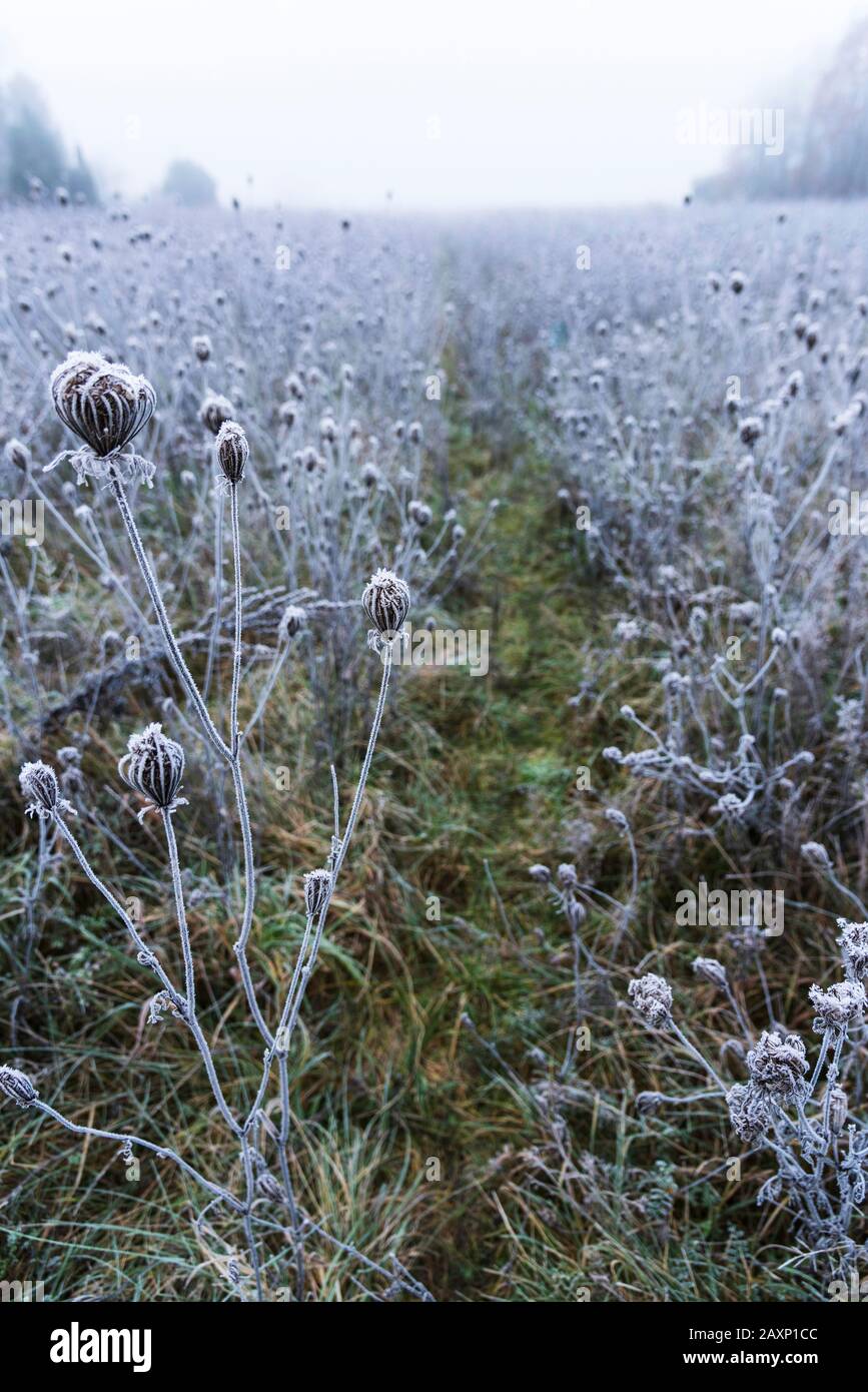 Sere flowers hi-res stock photography and images - Alamy