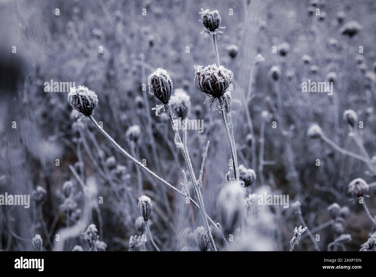Sere flowers hi-res stock photography and images - Alamy