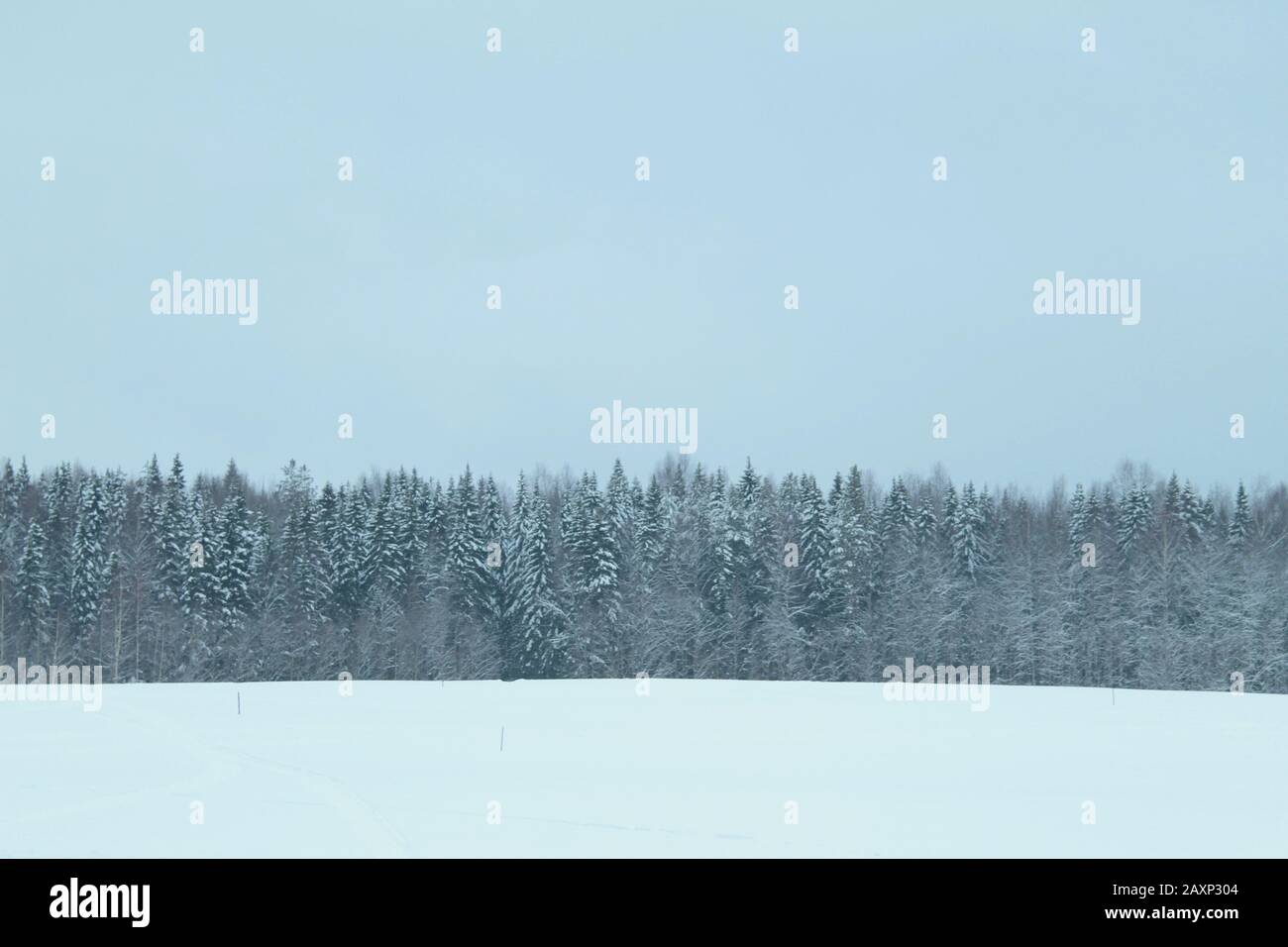 Forest field snow horizon. Rural scenery. Beautiful countryside ...