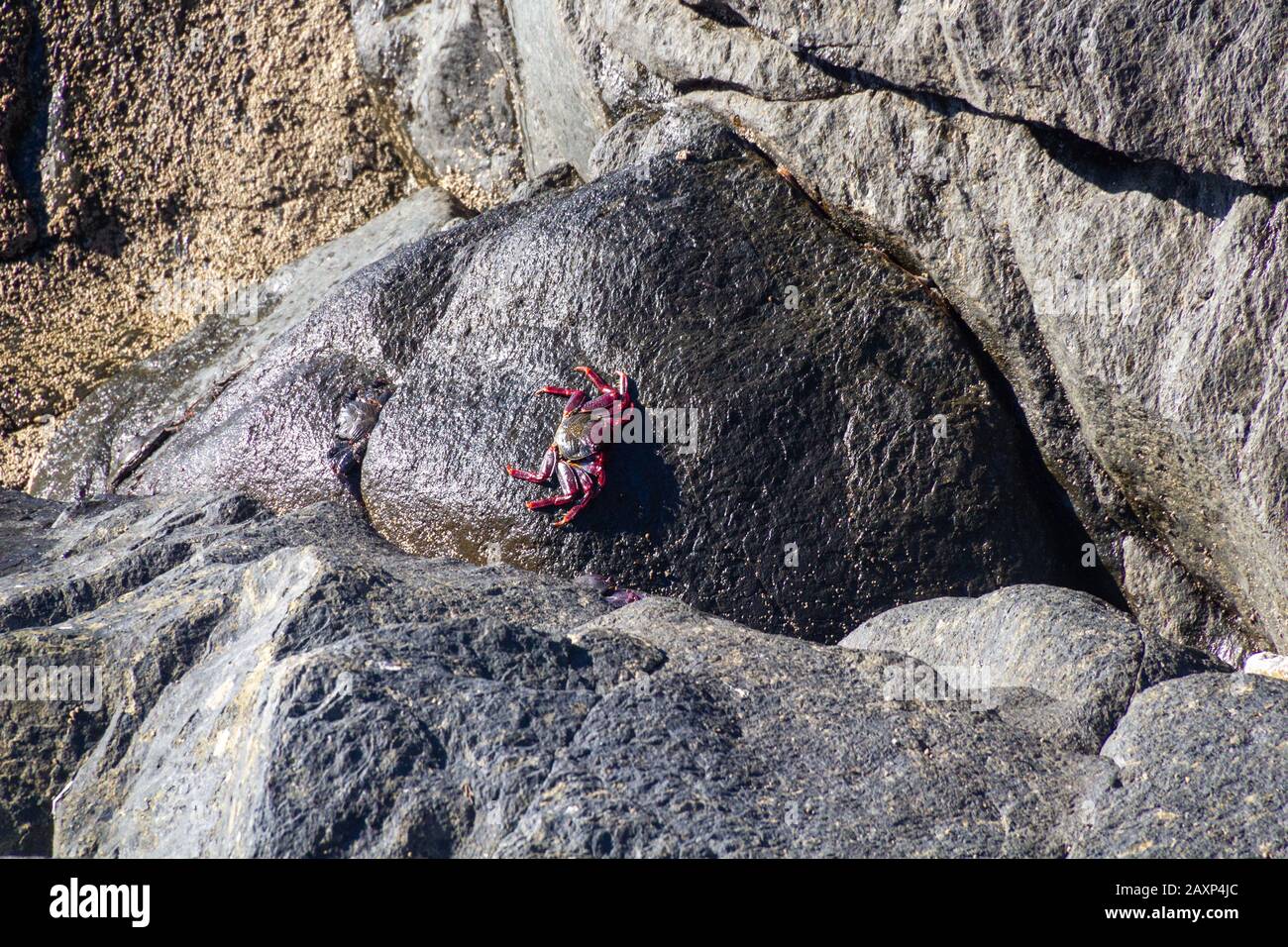 Red crab on a rock Stock Photo - Alamy