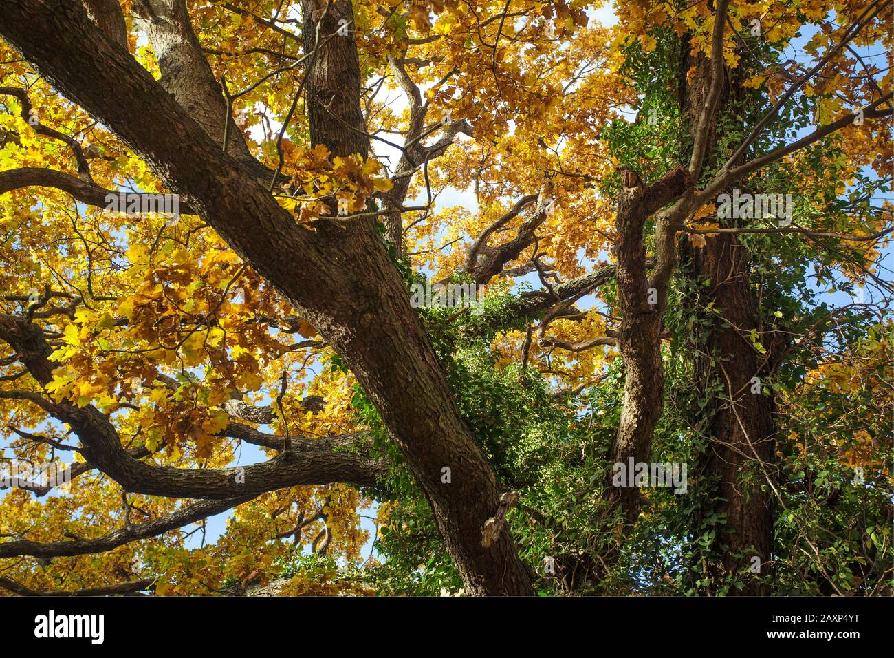 Oak tree with broad crown hi-res stock photography and images - Alamy