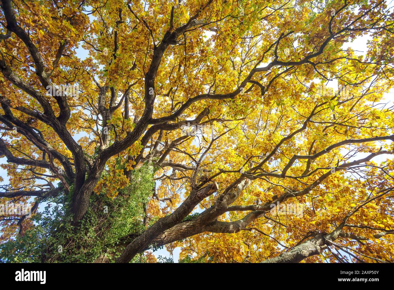 Oak tree with broad crown hi-res stock photography and images - Alamy