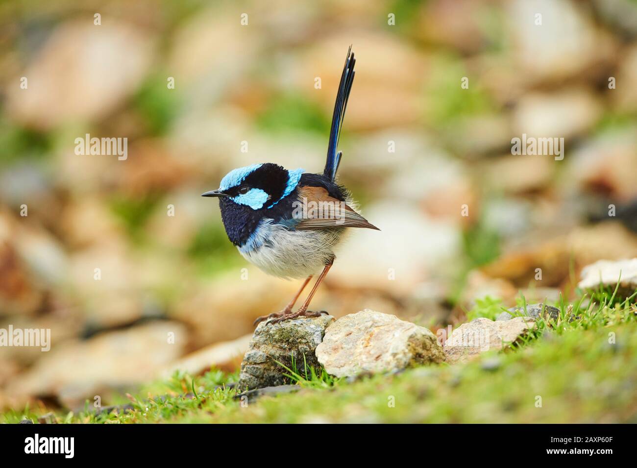 Superb fairy-wren (Malurus cyaneus), male, ground, sideways, Wilsons ...