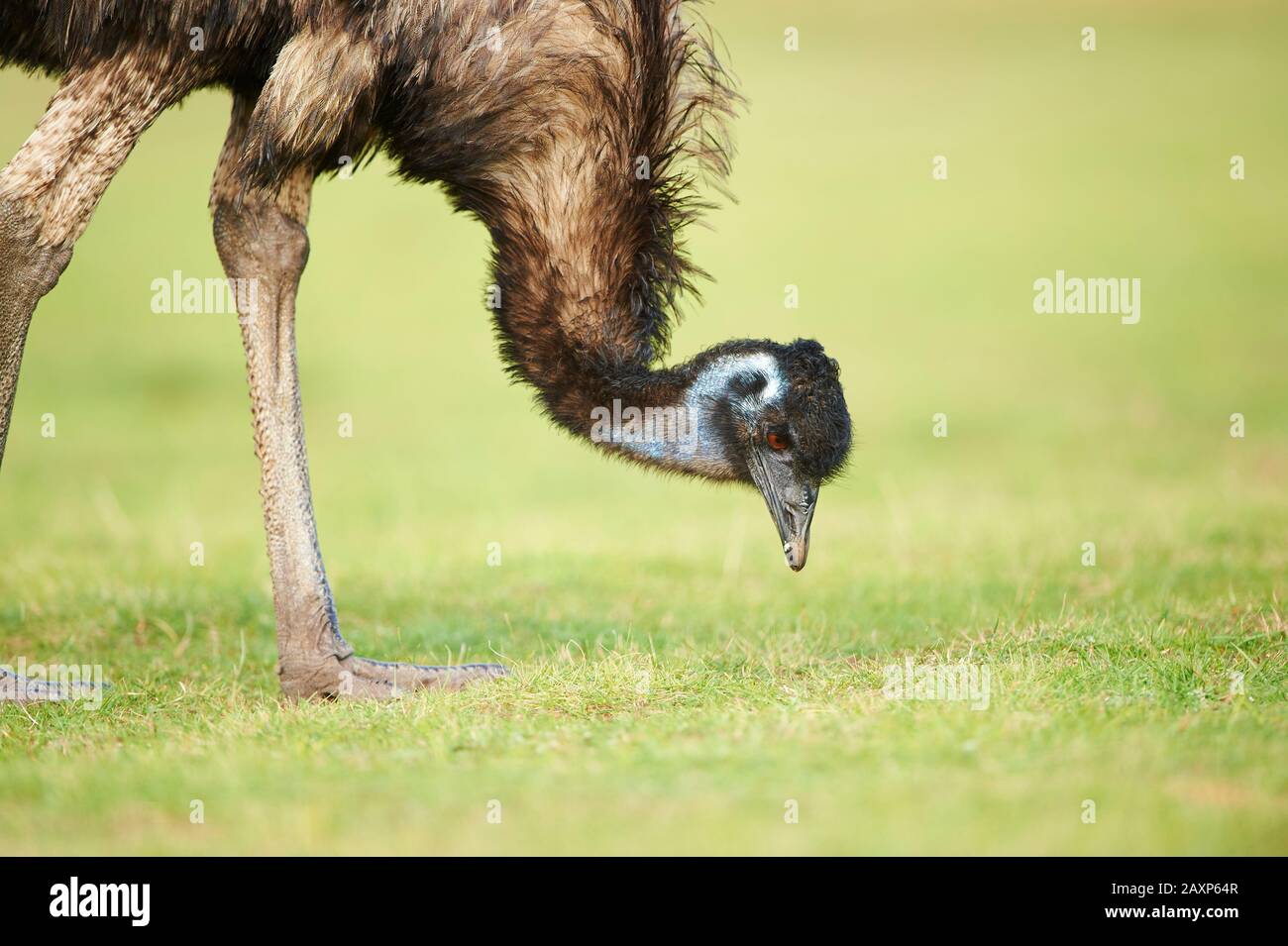 Big Emu (Dromaius novaehollandiae), Meadow, Sideways, Standing, Wilsons ...