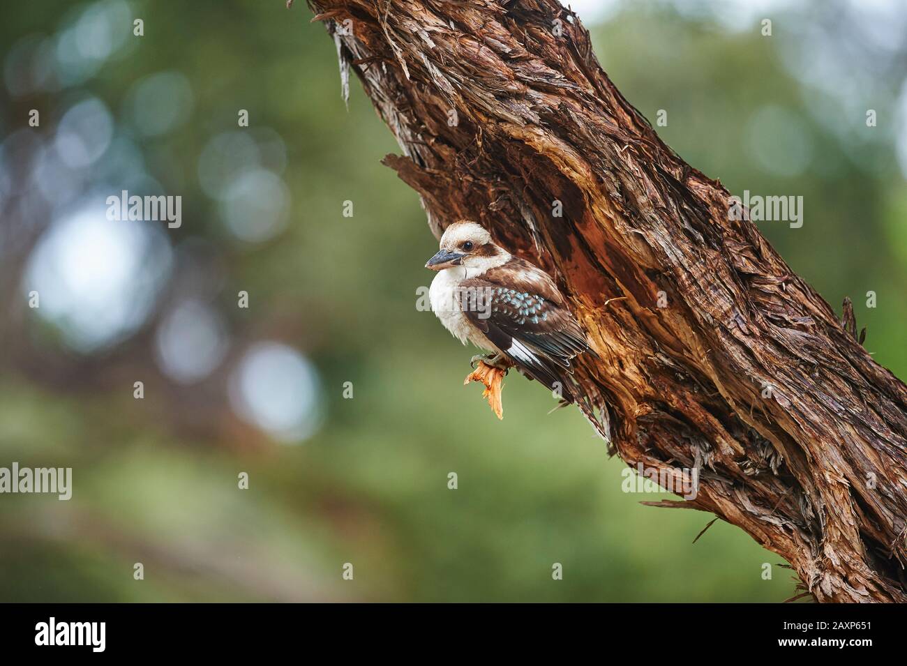 The laughing kookaburra (Dacelo novaeguineae), tree branch, sideways ...