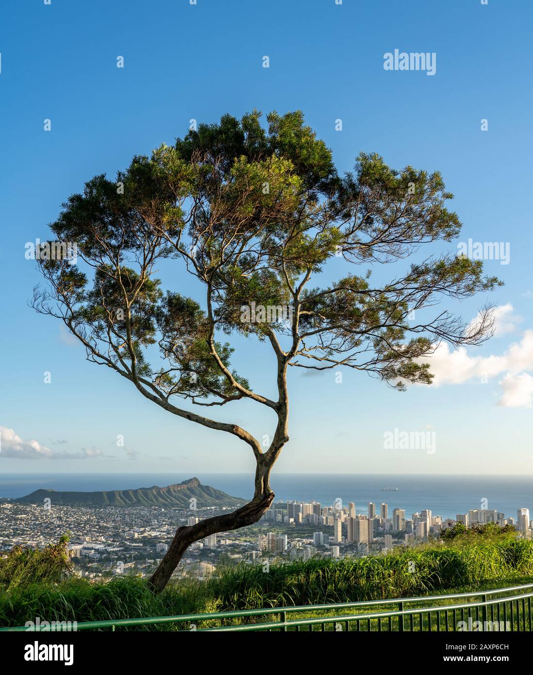 Trees frame panorama over Waikiki, Honolulu and Diamond Head from the ...
