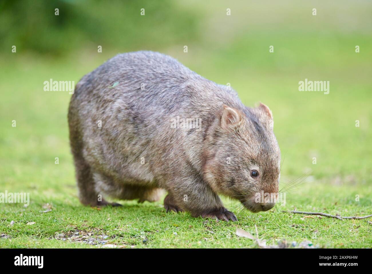 Bare-nosed Wombat (Vombatus ursinus), meadow, sideways, standing ...