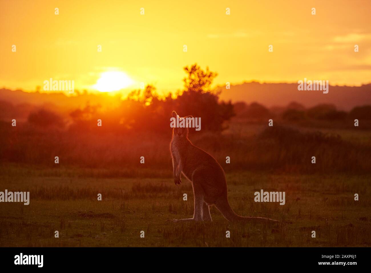 Eastern Gray Giant Kangaroo (Macropus giganteus), meadow, sideways ...