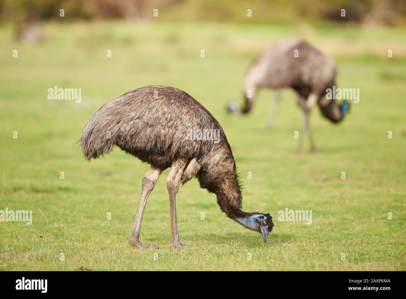 Big Emu (Dromaius novaehollandiae), Meadow, Sideways, Standing, Wilsons ...