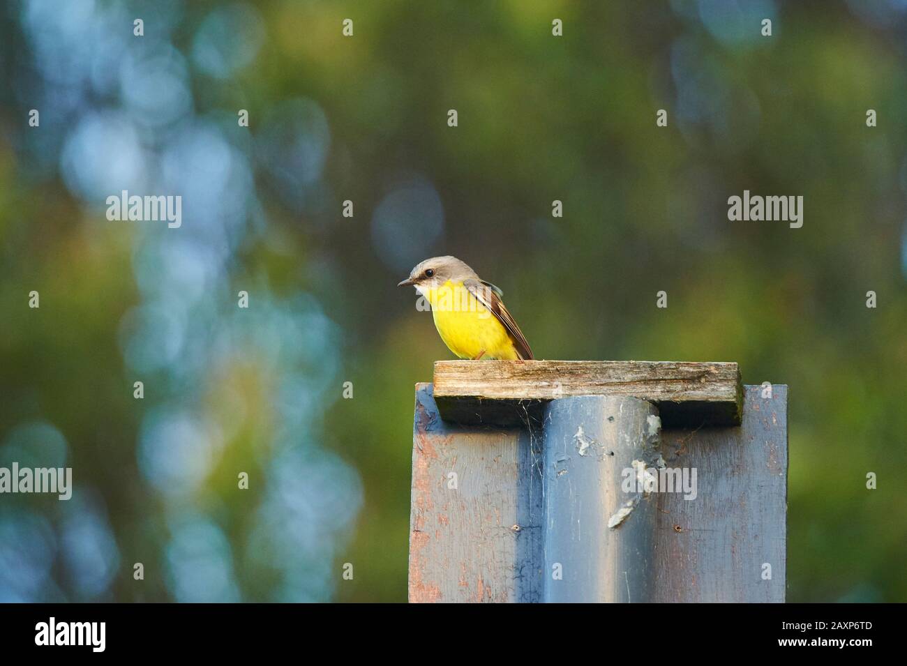 The eastern yellow robin (Eopsaltria australis), Sideways, Sitting, O ...