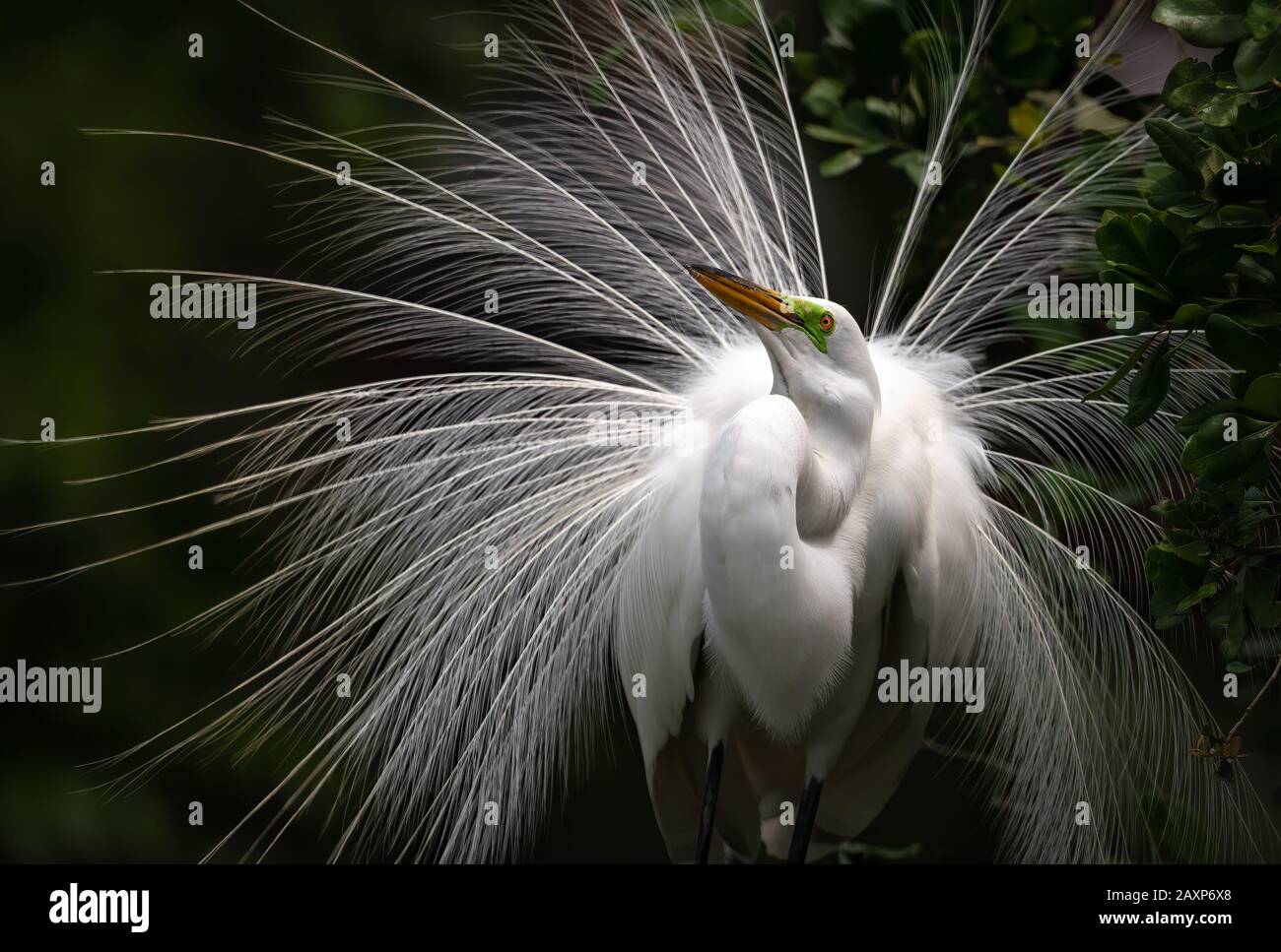 Great Egret in Breeding Plumage Stock Photo - Alamy