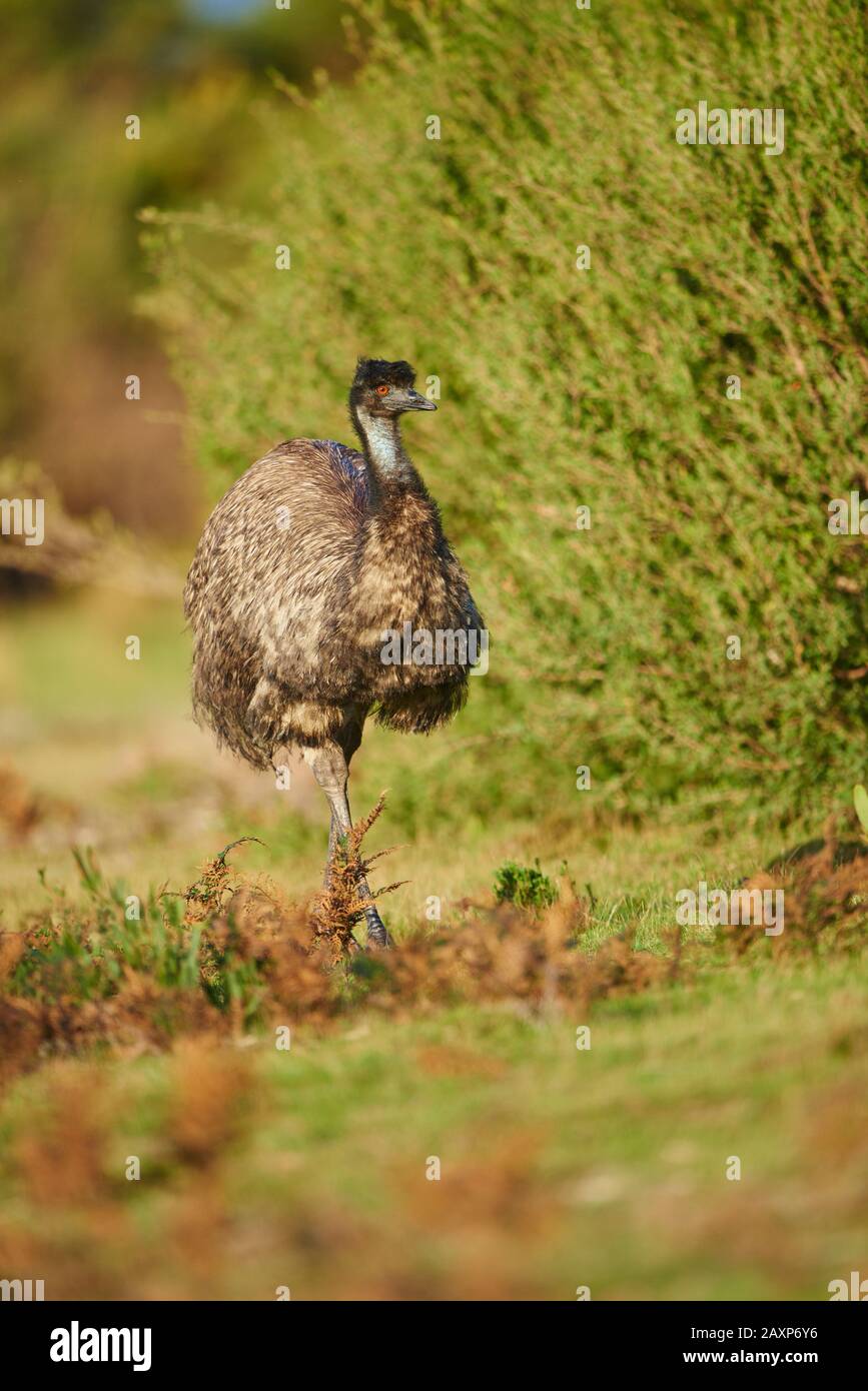 Big Emu (Dromaius novaehollandiae), meadow, frontal, standing, Wilsons ...