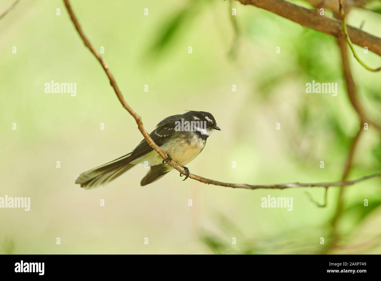 The northern fantail (Rhipidura rufiventris), branch, sideways, sitting ...