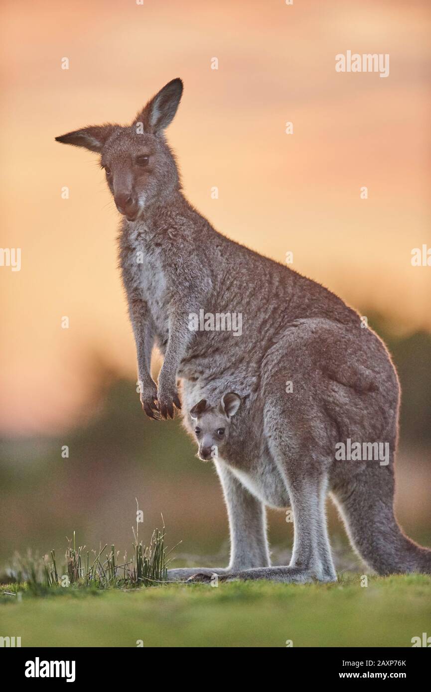 Eastern Gray Giant kangaroo (Macropus giganteus), mother animal with ...