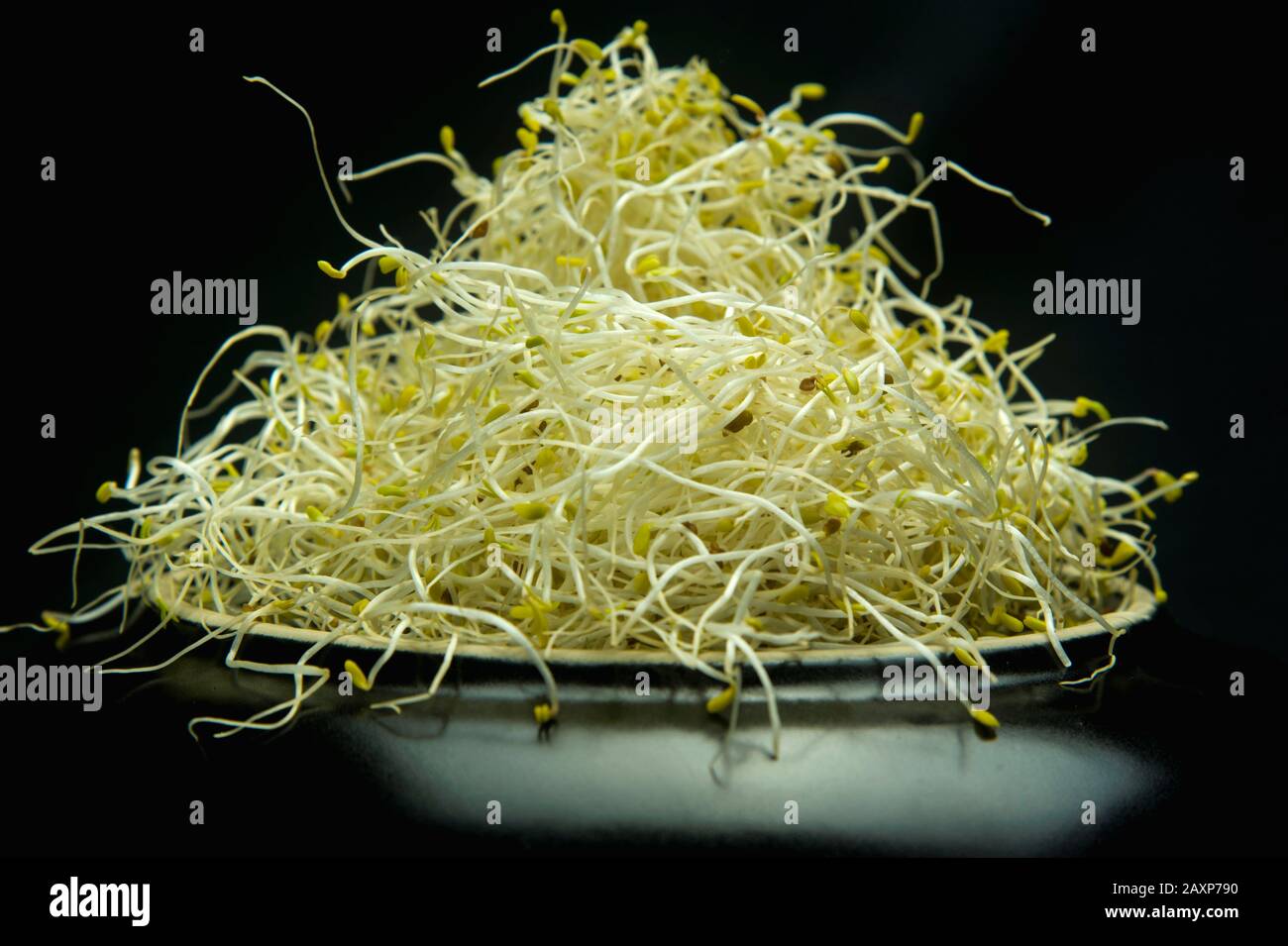 alfalfa sprouts for culinary use Stock Photo - Alamy
