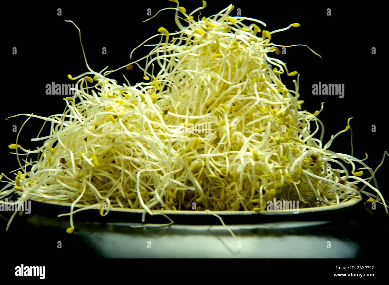 alfalfa sprouts for culinary use Stock Photo - Alamy