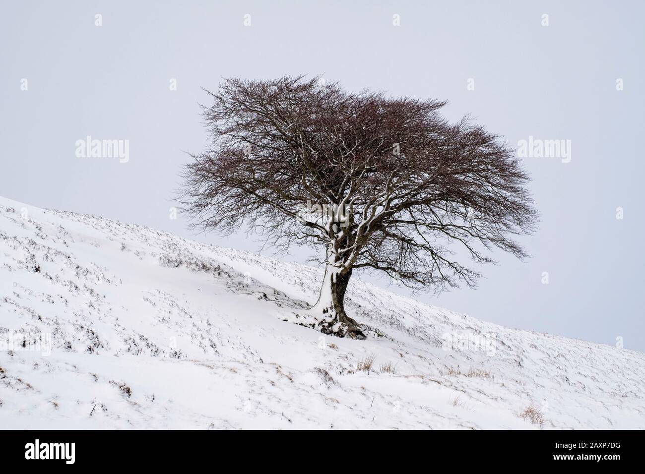 Tree Of Life Sculpture High Resolution Stock Photography and Images - Alamy