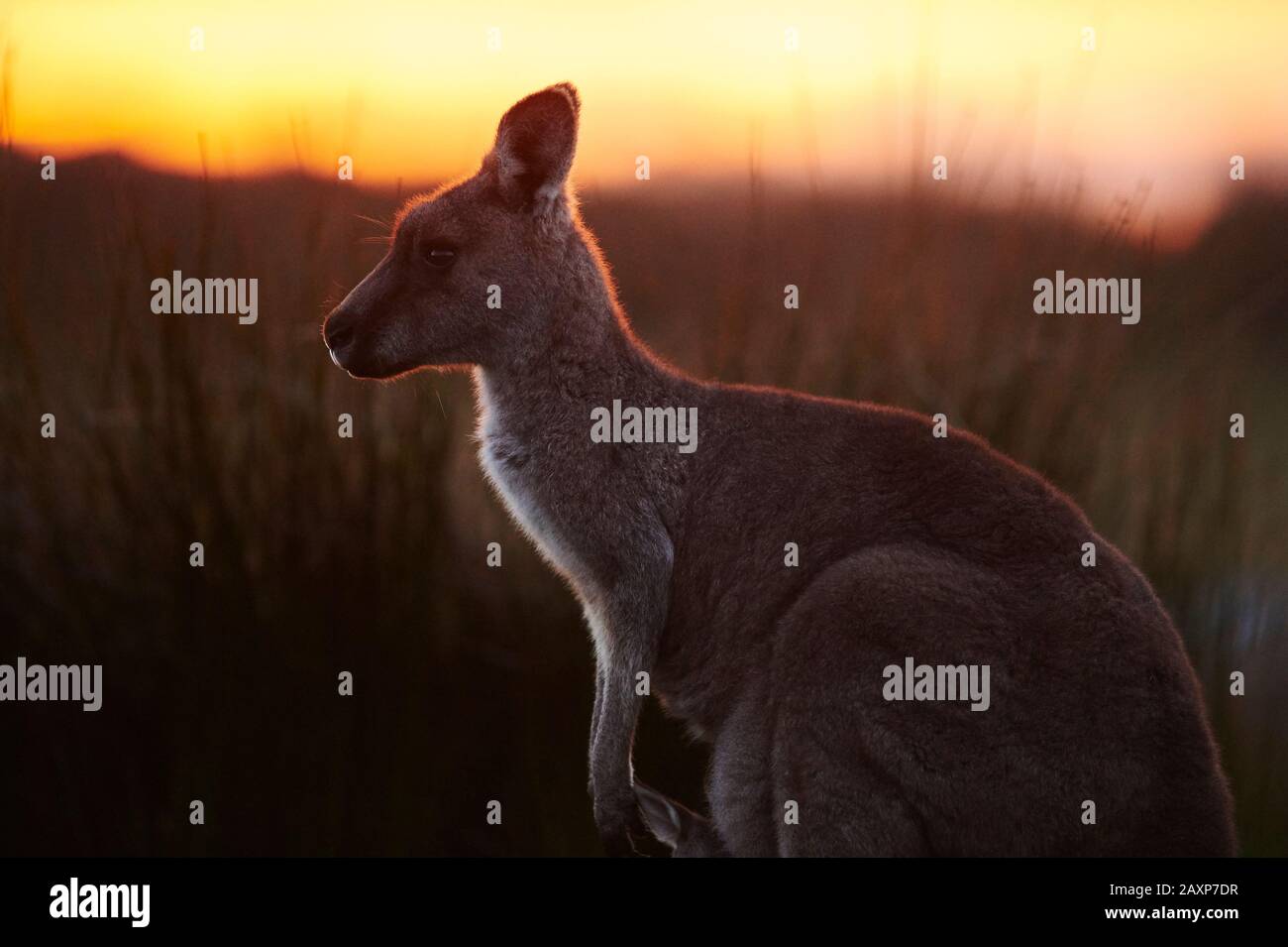 Eastern Gray Giant Kangaroo (Macropus giganteus), meadow, sideways ...
