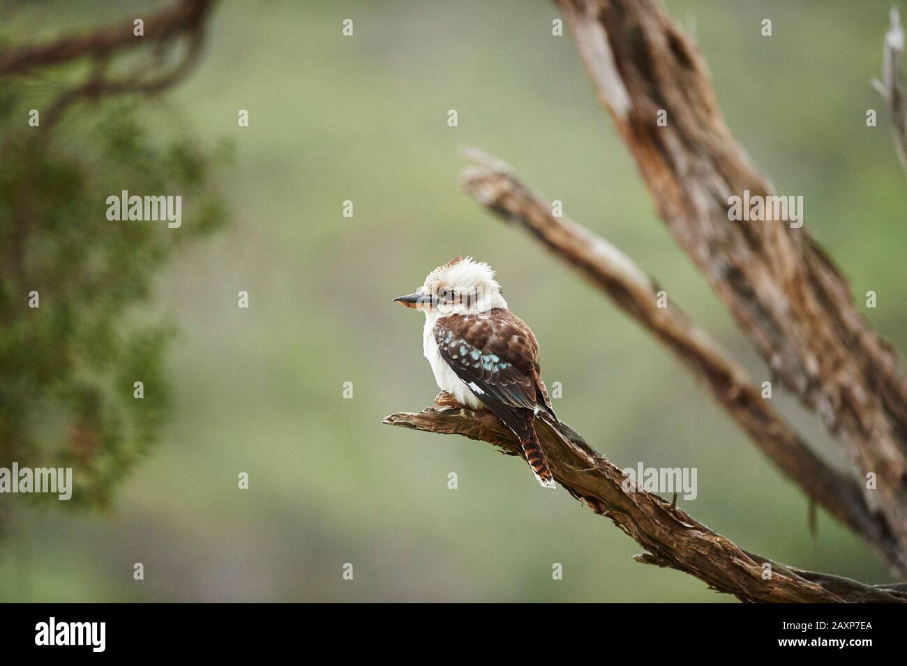 The laughing kookaburra (Dacelo novaeguineae), tree branch, sideways ...