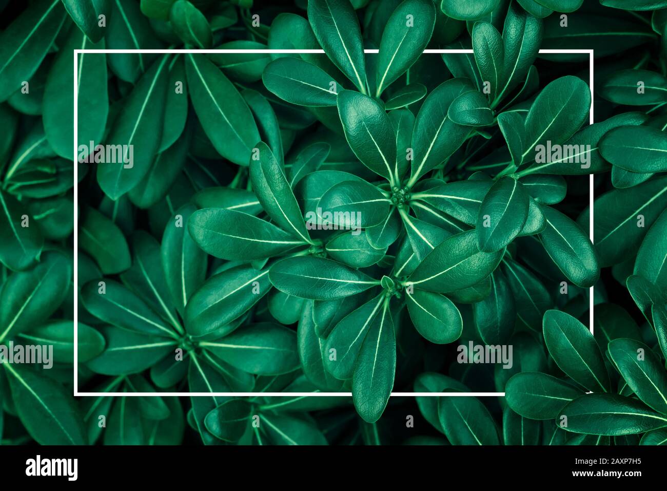 Top view closeup on a lush boxwood (buxus) bush with a rectangular ...