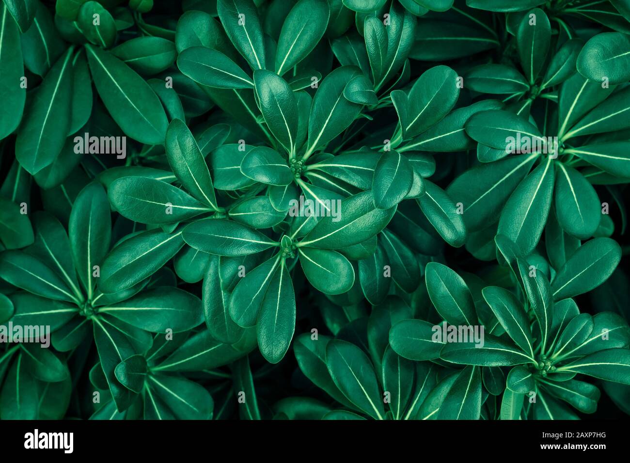 Top view closeup on boxwood (buxus) leaves. Natural green foliage ...