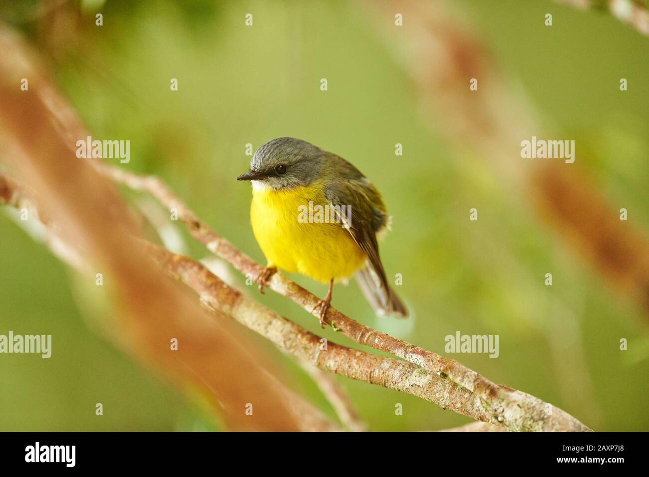 The eastern yellow robin (Eopsaltria australis), branch, Sitting, O ...