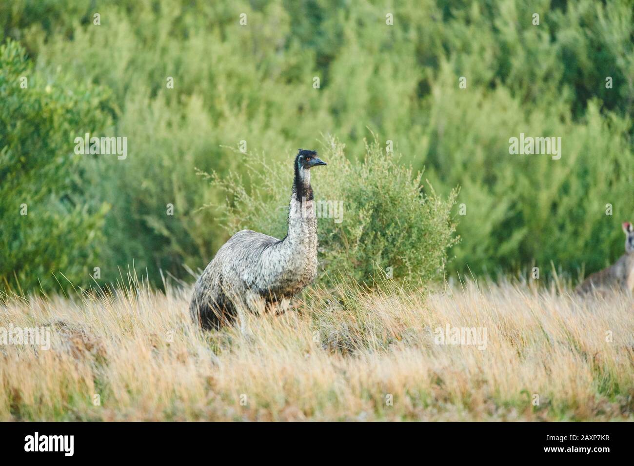 Emu bushes hi-res stock photography and images - Alamy