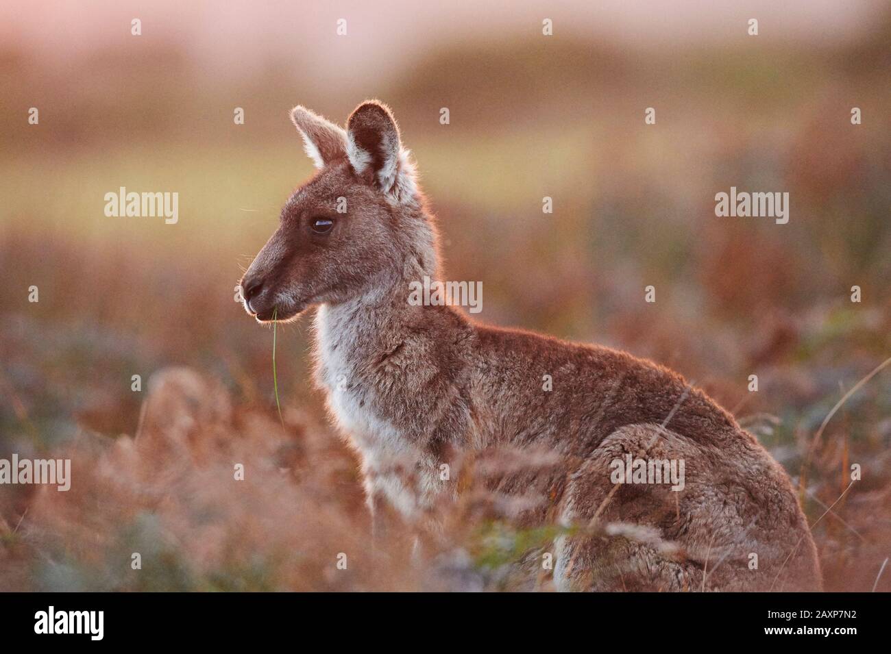 Eastern Gray Giant Kangaroo (Macropus giganteus), meadow, sideways ...