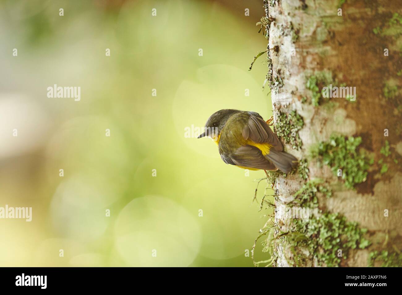The eastern yellow robin (Eopsaltria australis), Sideways, Sitting, O ...