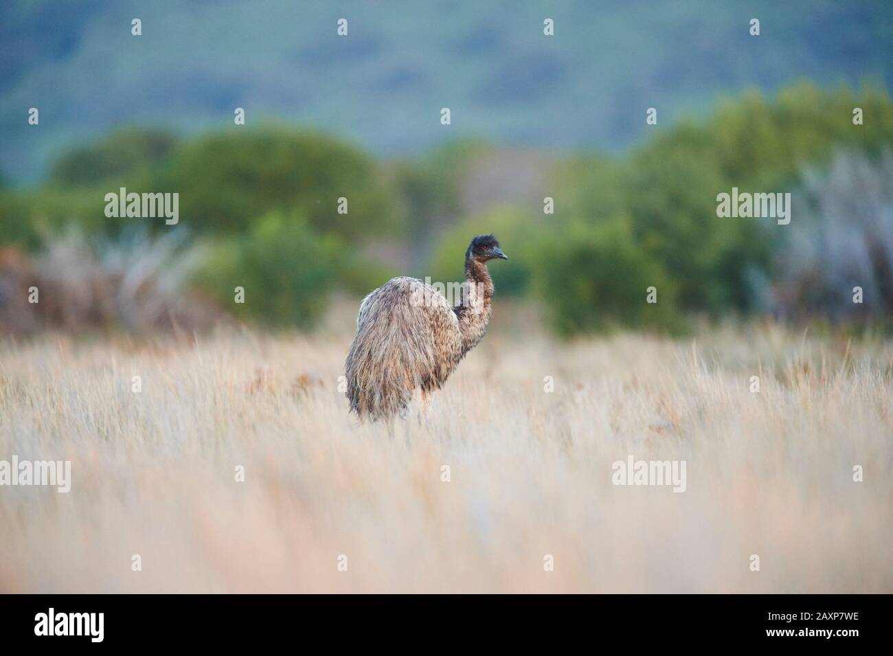 Big Emu (Dromaius novaehollandiae), Meadow, Sideways, Standing, Wilsons ...